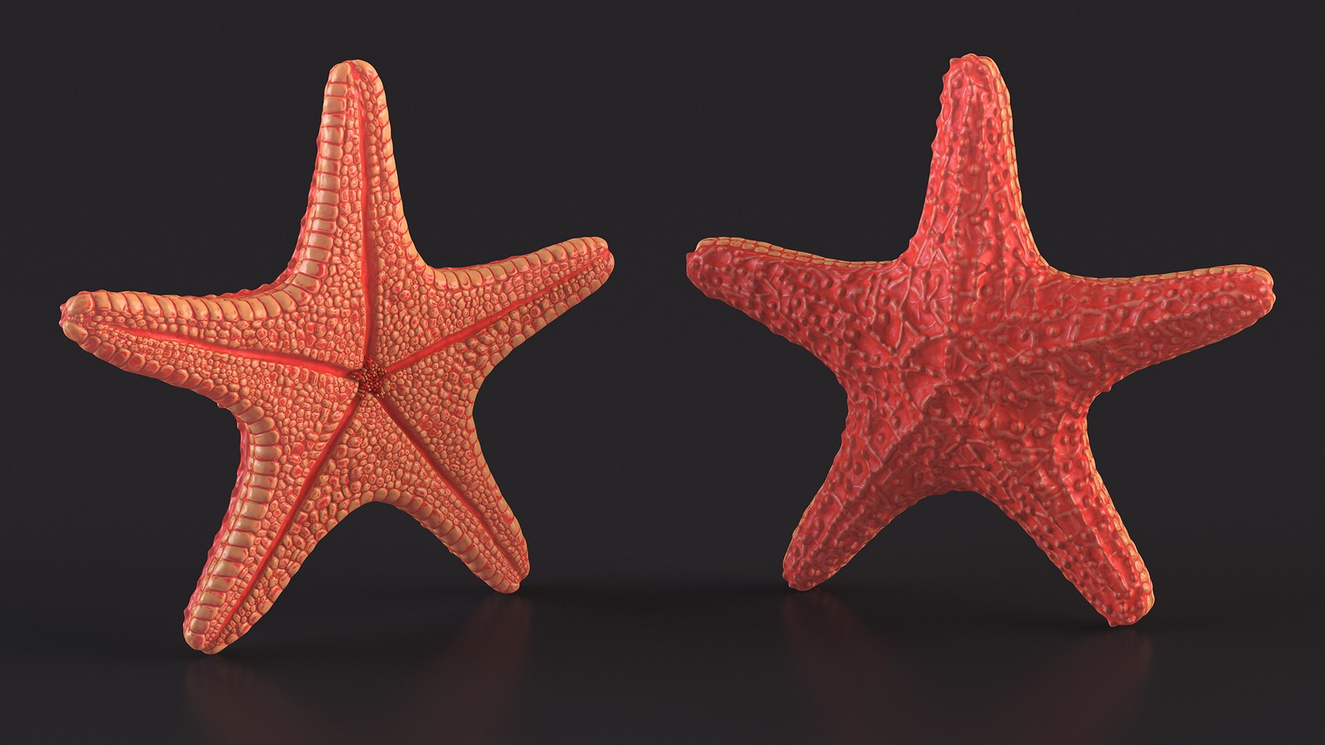 Sea Star Marine Invertebrate Red 3D Model - TurboSquid 2110848