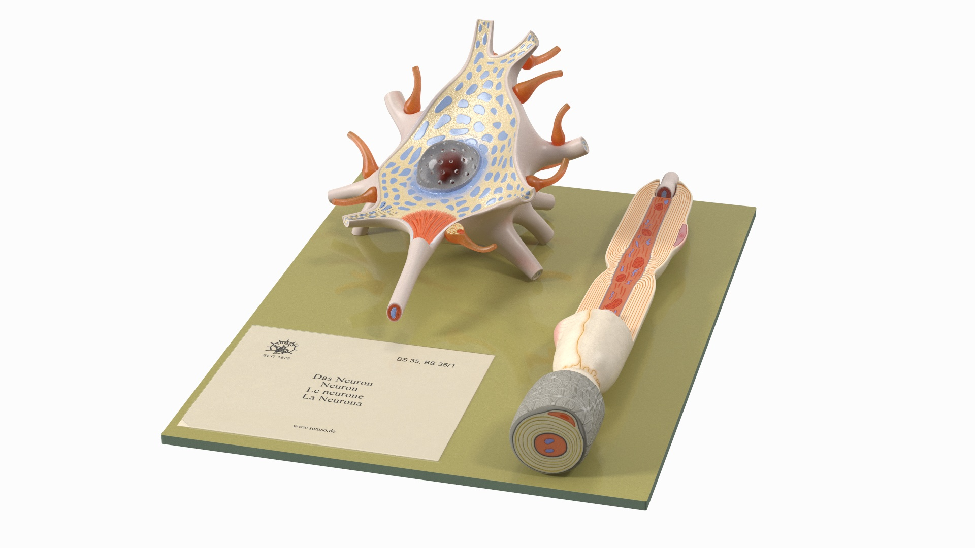 Human Neuron Model Cross-Section On Stand Model - TurboSquid 2059810