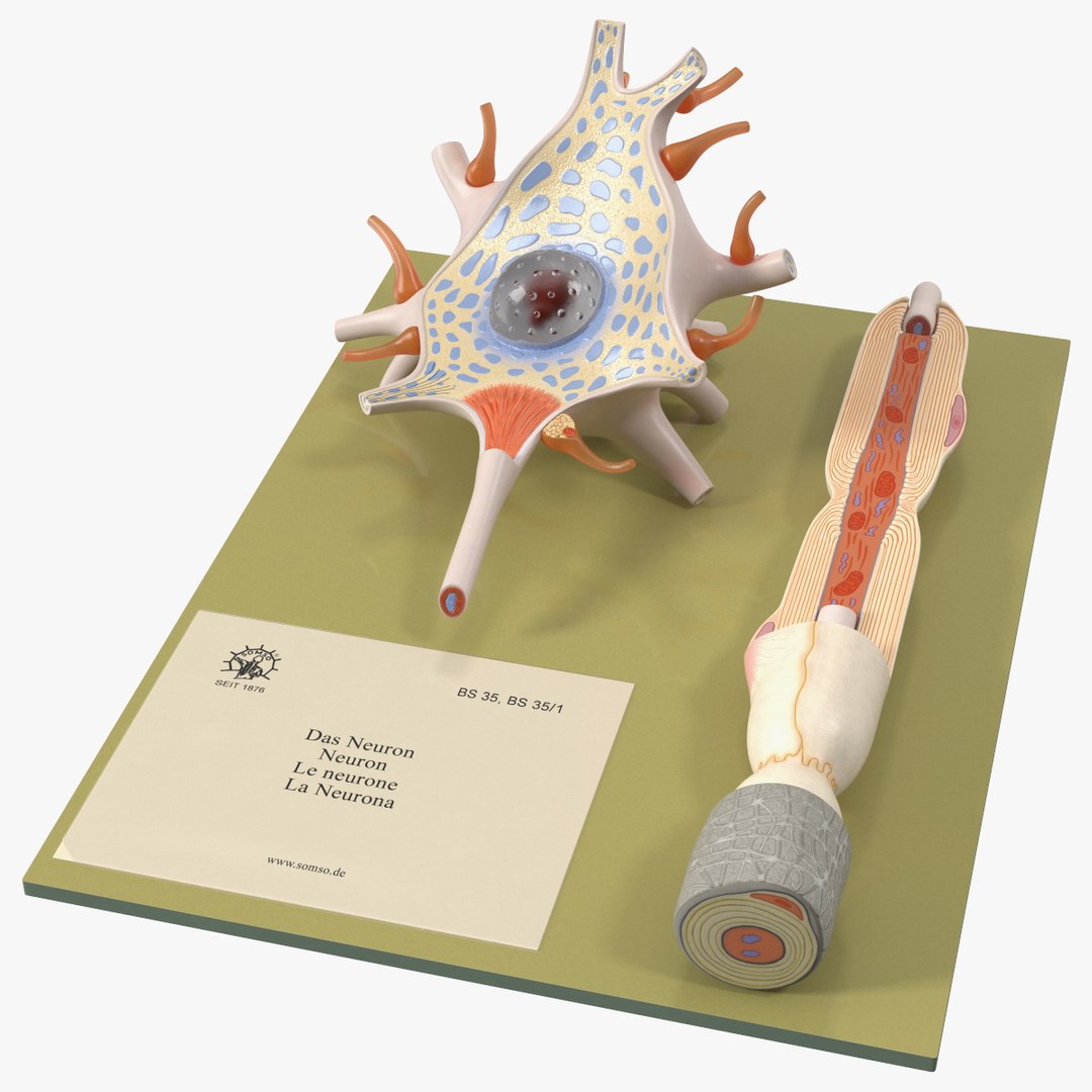 Human Neuron Model Cross-Section on Stand model - TurboSquid 2059810