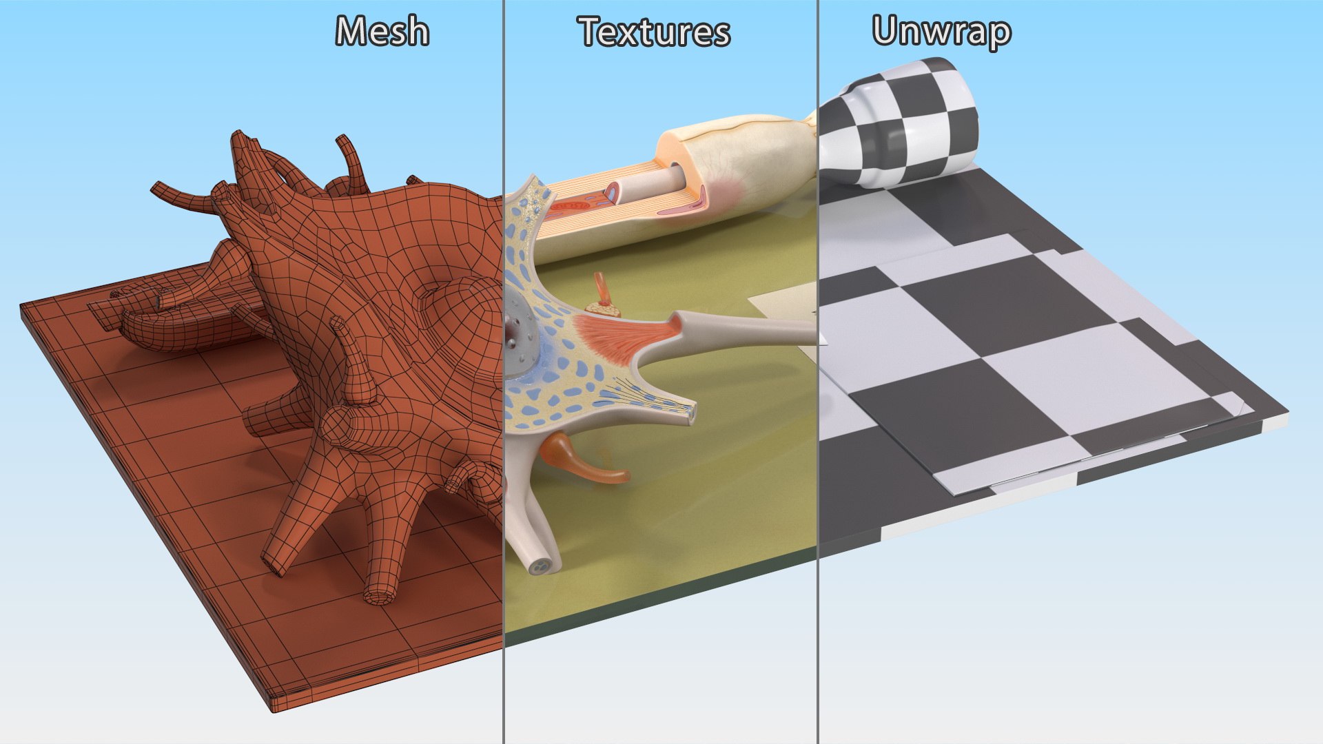 Human Neuron Model Cross-Section On Stand Model - TurboSquid 2059810
