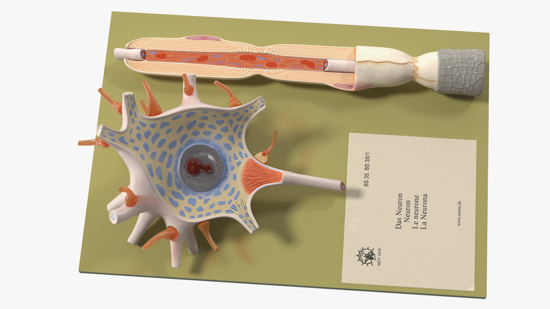 Human Neuron Model Cross-Section On Stand Model - TurboSquid 2059810