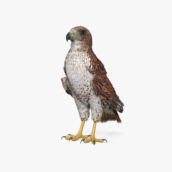 Free 3D Hawk Models | TurboSquid