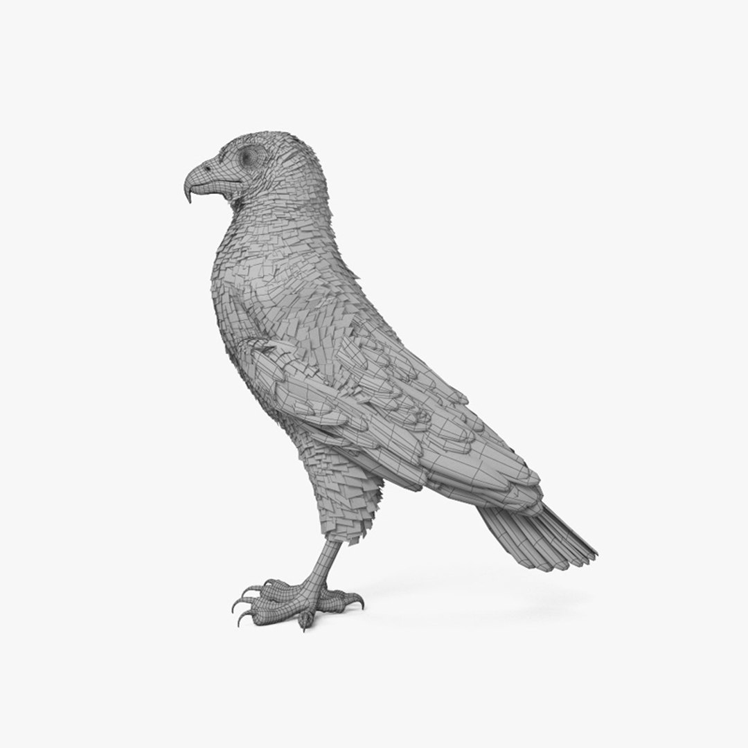 3D Red-tailed Hawk HD - TurboSquid 1950044