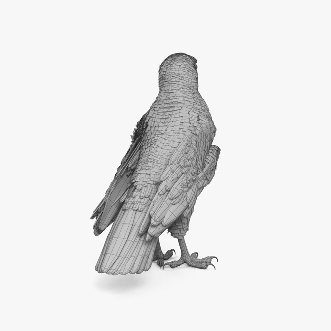 3D Red-tailed Hawk HD - TurboSquid 1950044