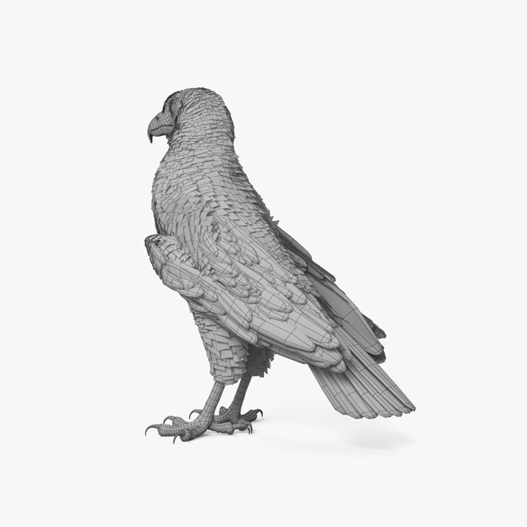 3D Red-tailed Hawk HD - TurboSquid 1950044