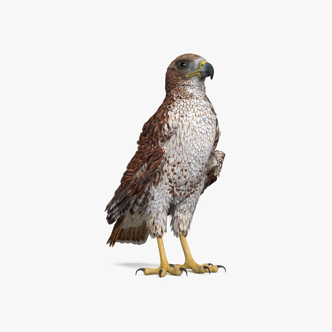 3D Red-tailed Hawk HD - TurboSquid 1950044