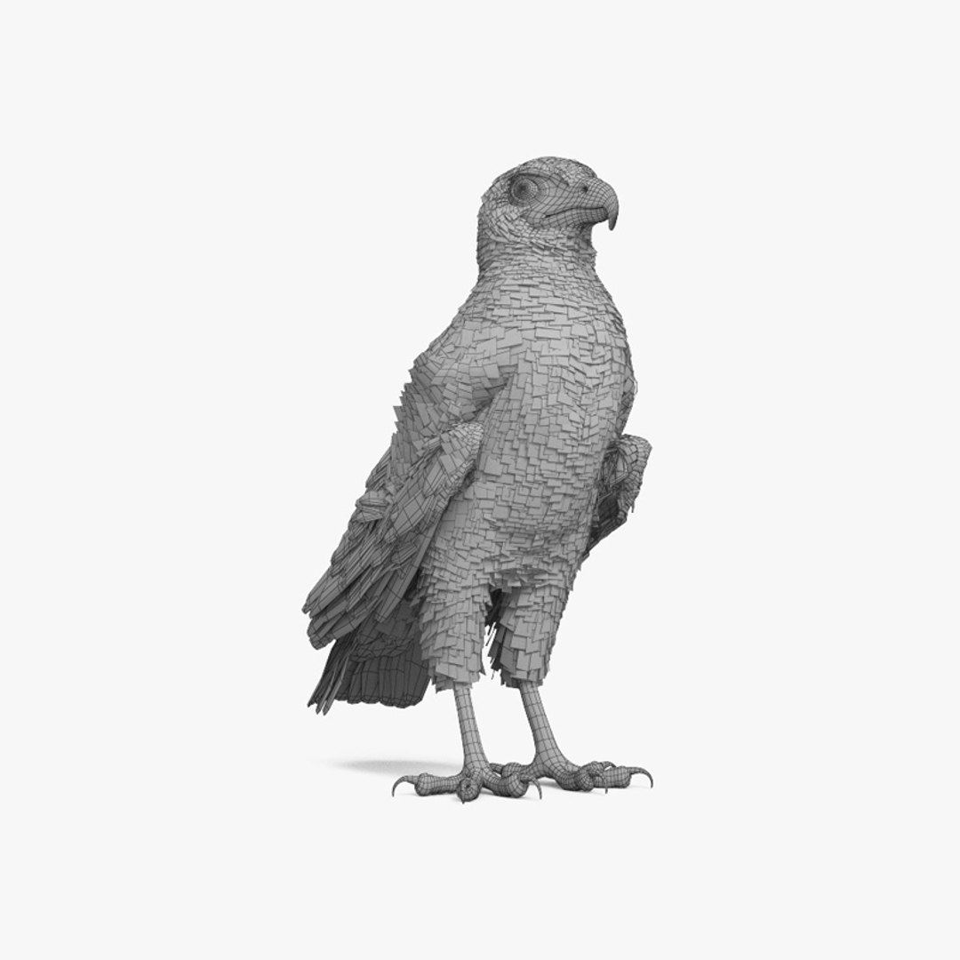 3D Red-tailed Hawk HD - TurboSquid 1950044