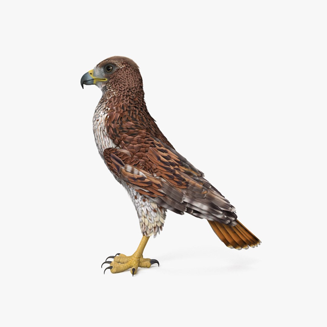 3D Red-tailed Hawk HD - TurboSquid 1950044