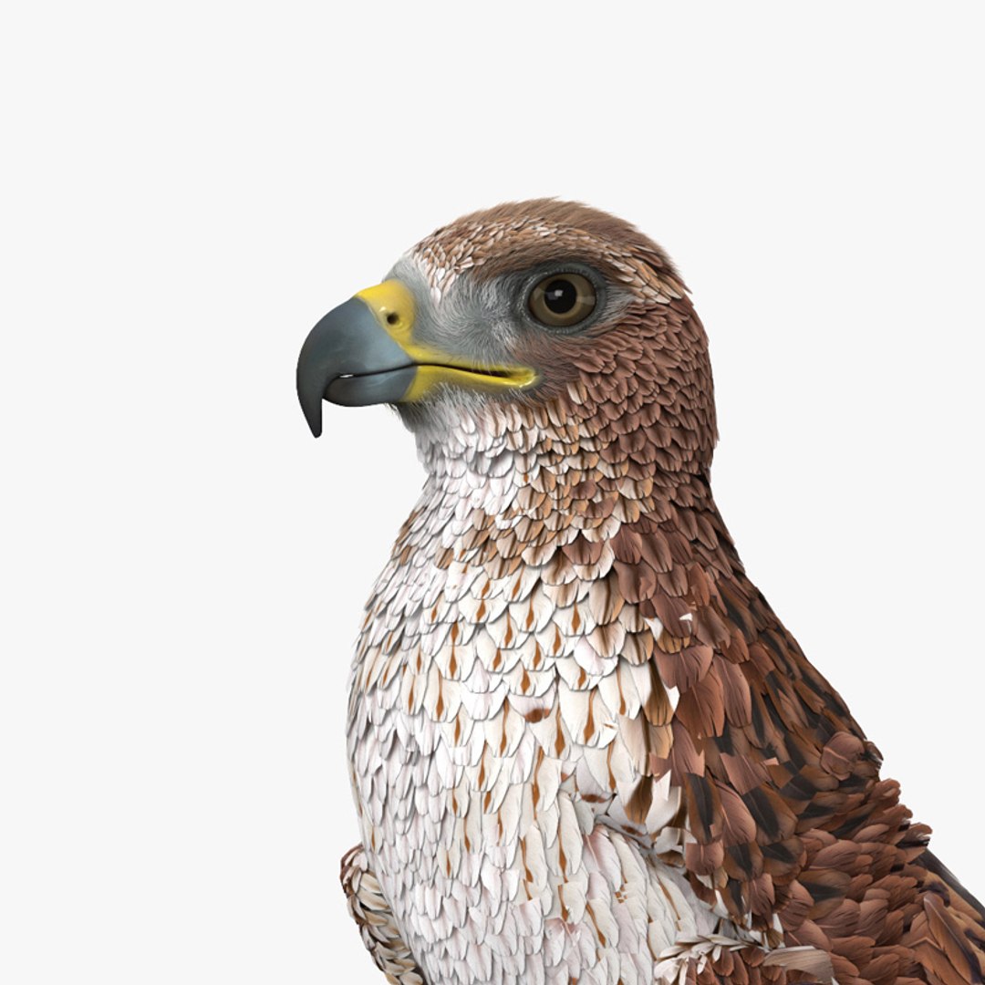 3D Red-tailed Hawk HD - TurboSquid 1950044