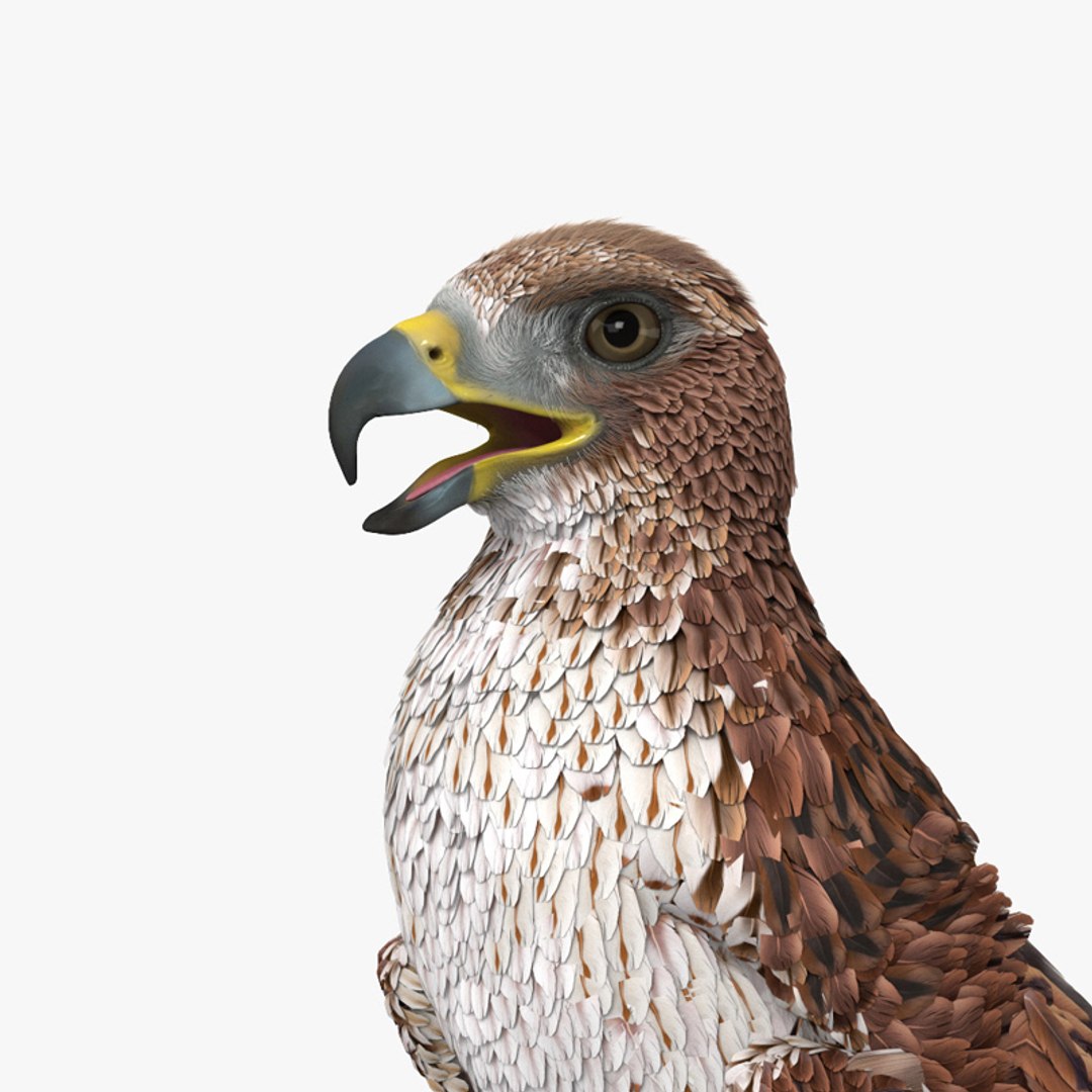 3D Red-tailed Hawk HD - TurboSquid 1950044