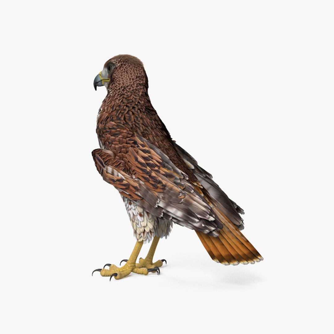 3D Red-tailed Hawk HD - TurboSquid 1950044
