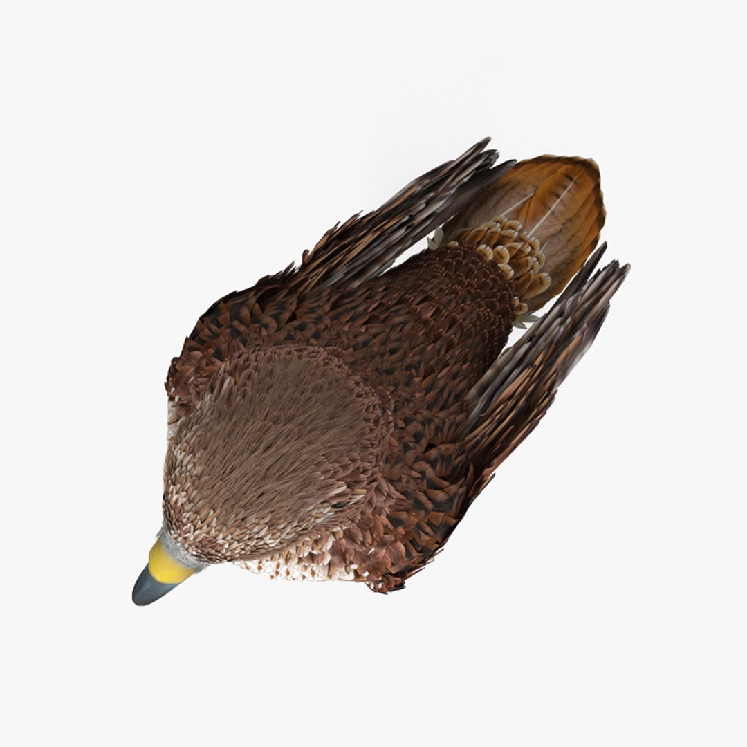 3D Red-tailed Hawk HD - TurboSquid 1950044