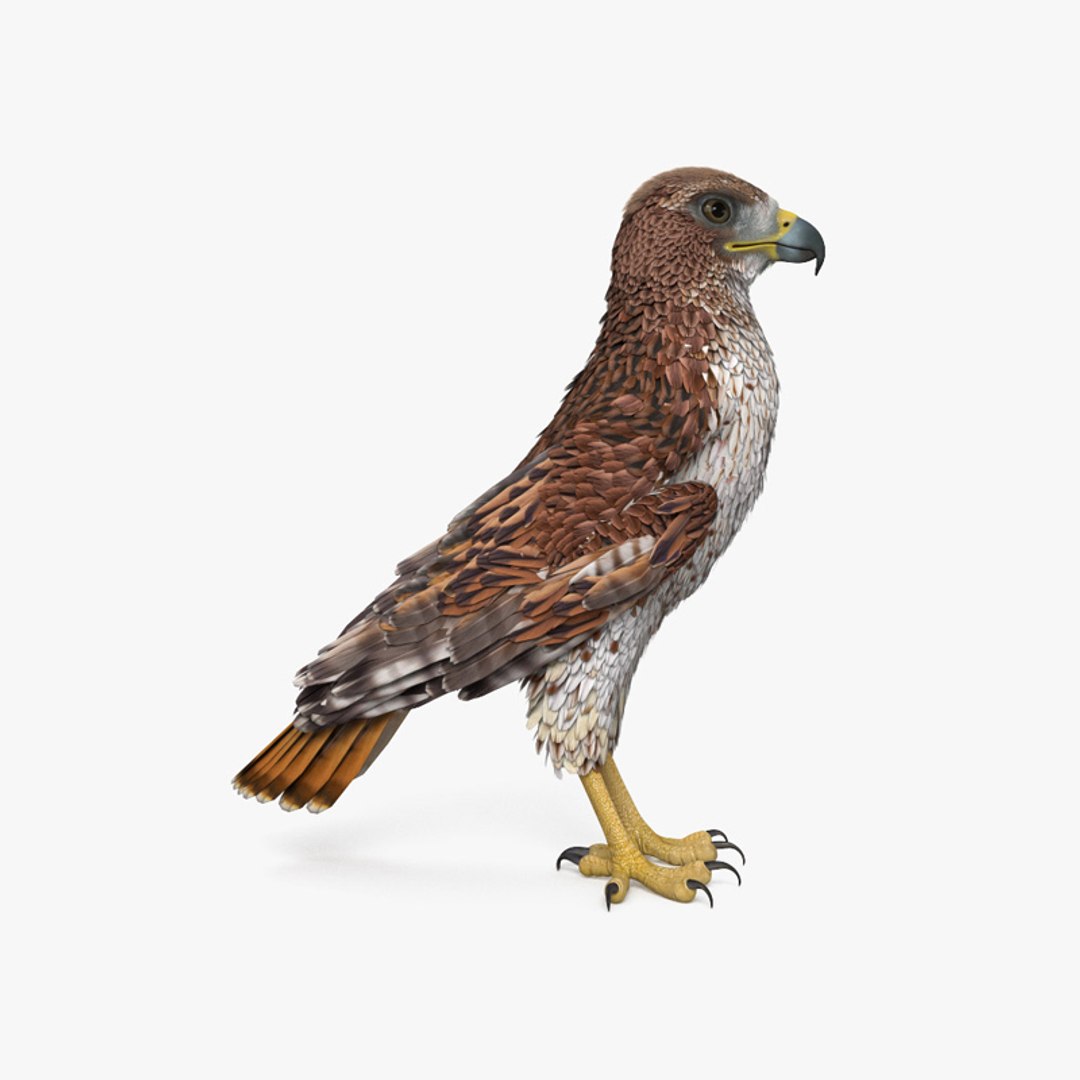 3D Red-tailed Hawk HD - TurboSquid 1950044