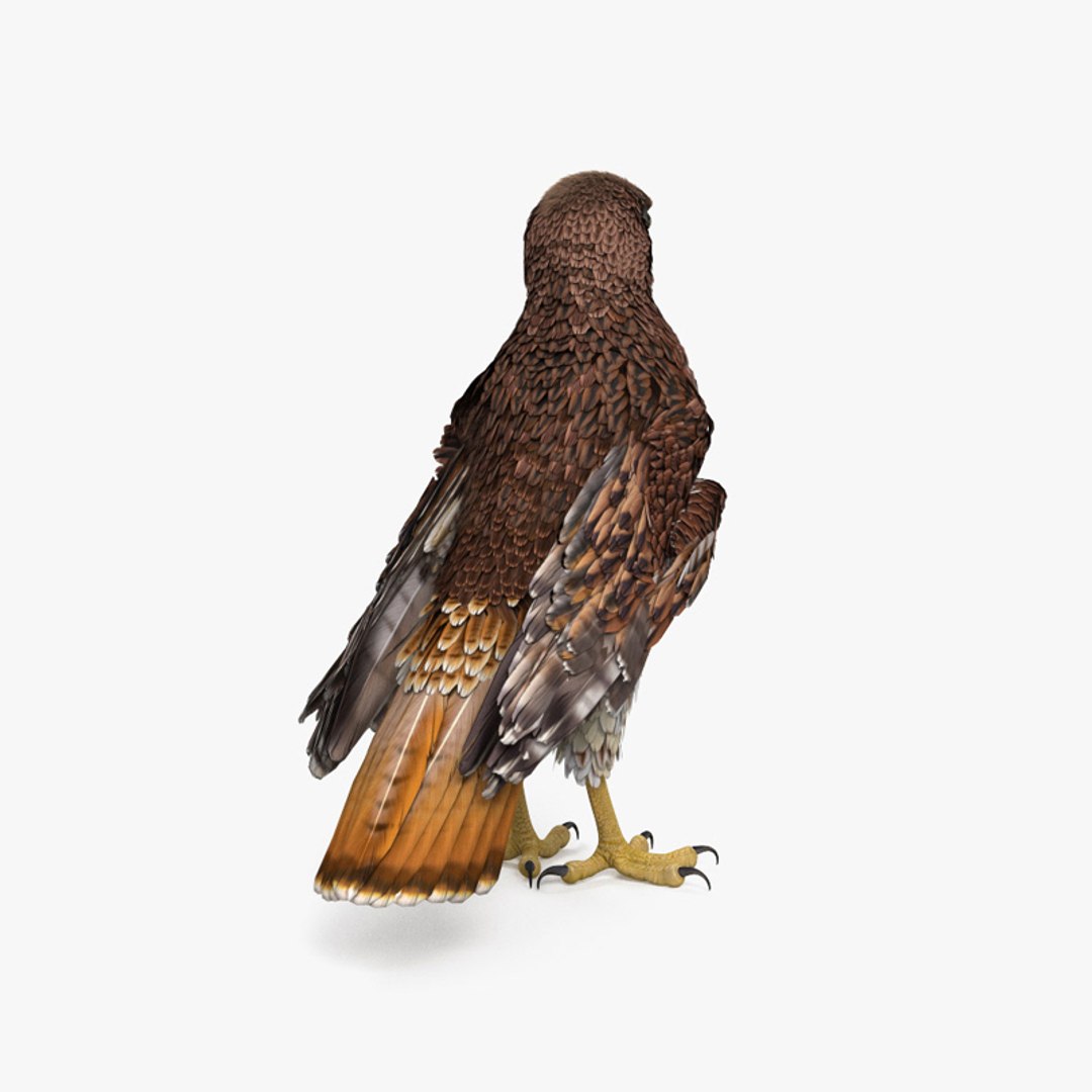 3D Red-tailed Hawk HD - TurboSquid 1950044