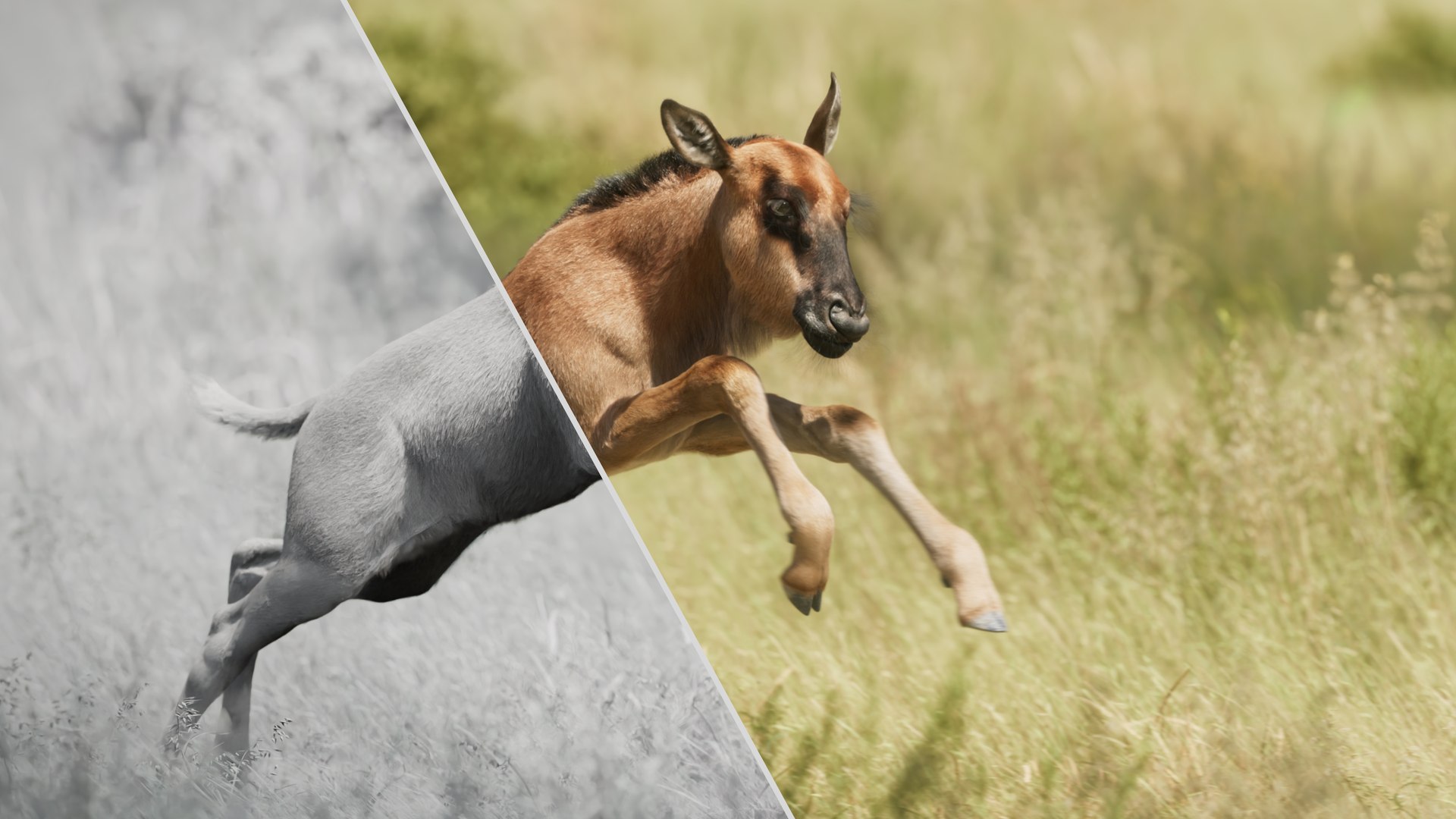 3D model Baby Wildebeest Animated - TurboSquid 2056601