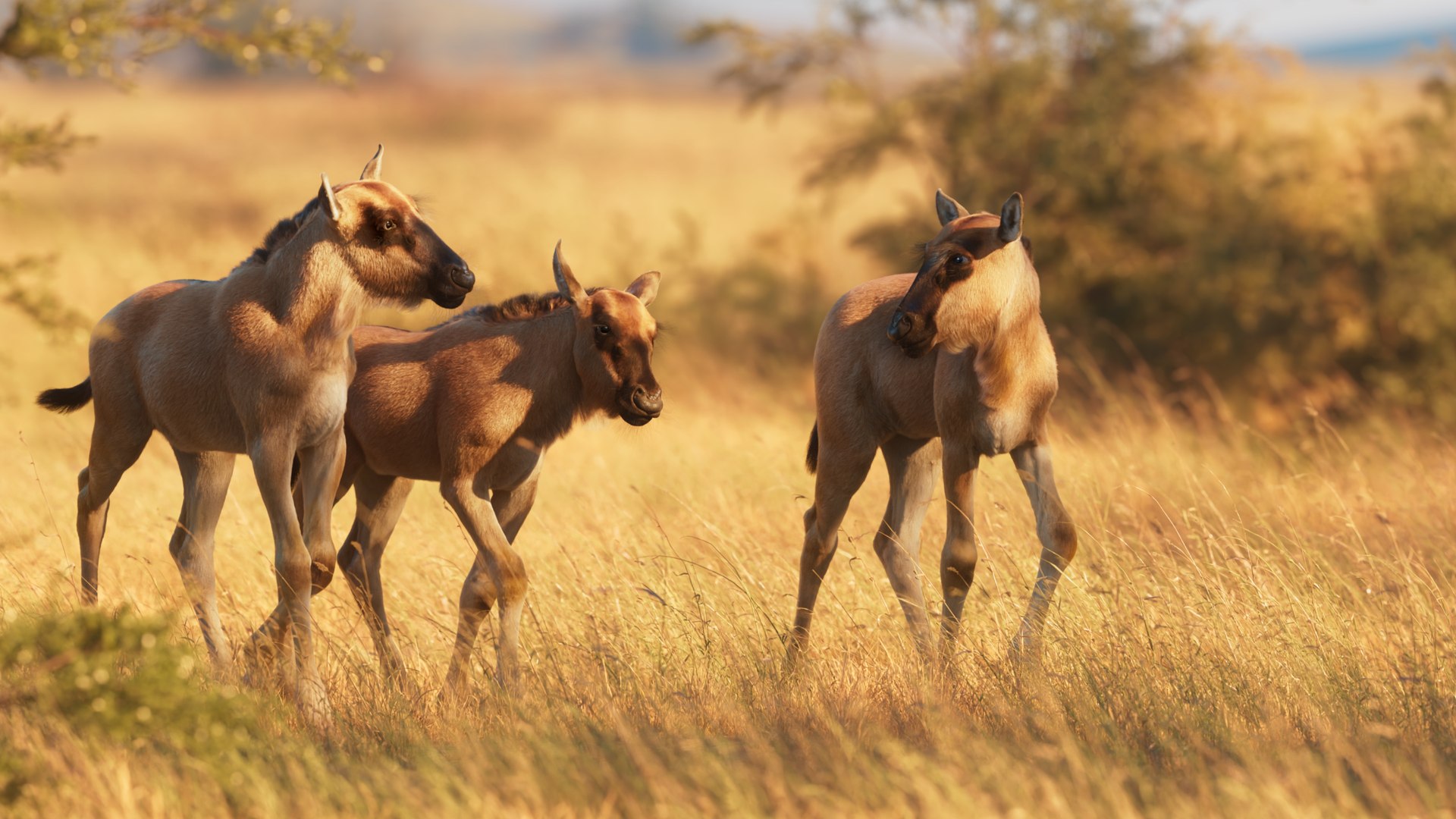 3D model Baby Wildebeest Animated - TurboSquid 2056601