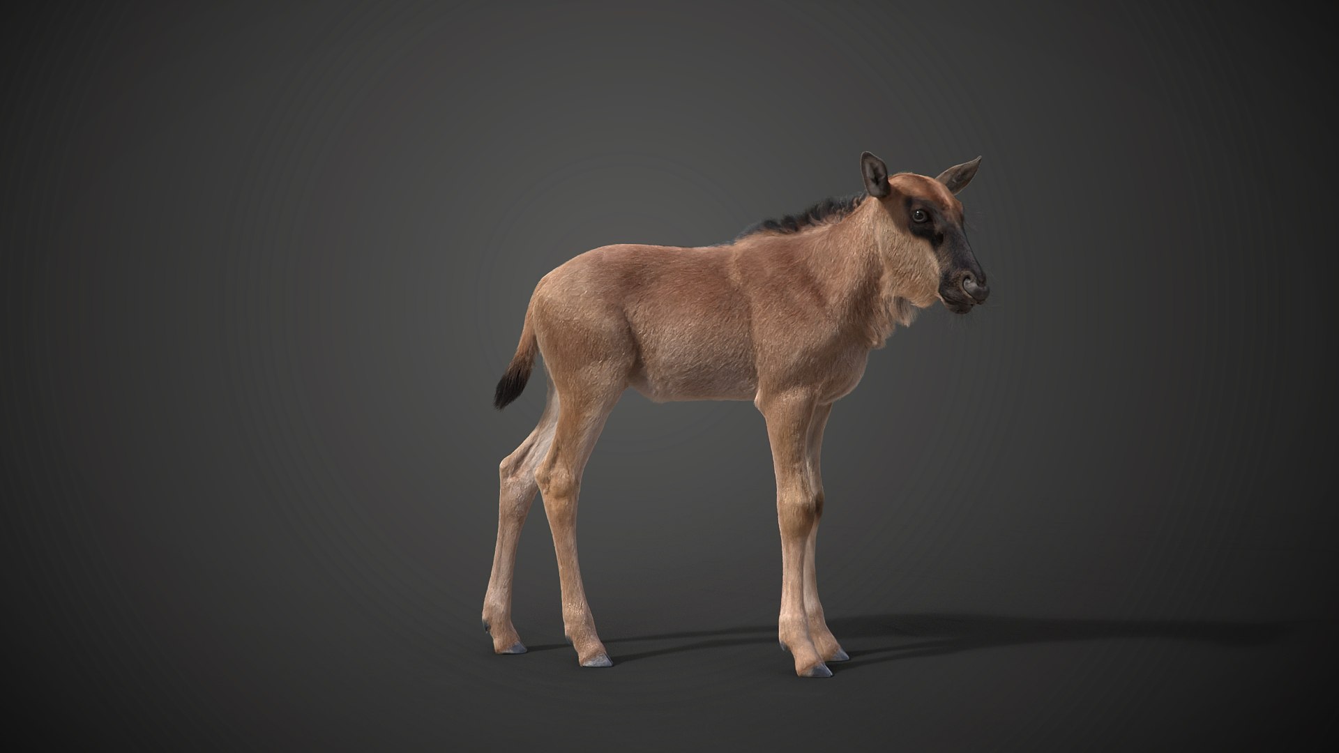 3D model Baby Wildebeest Animated - TurboSquid 2056601