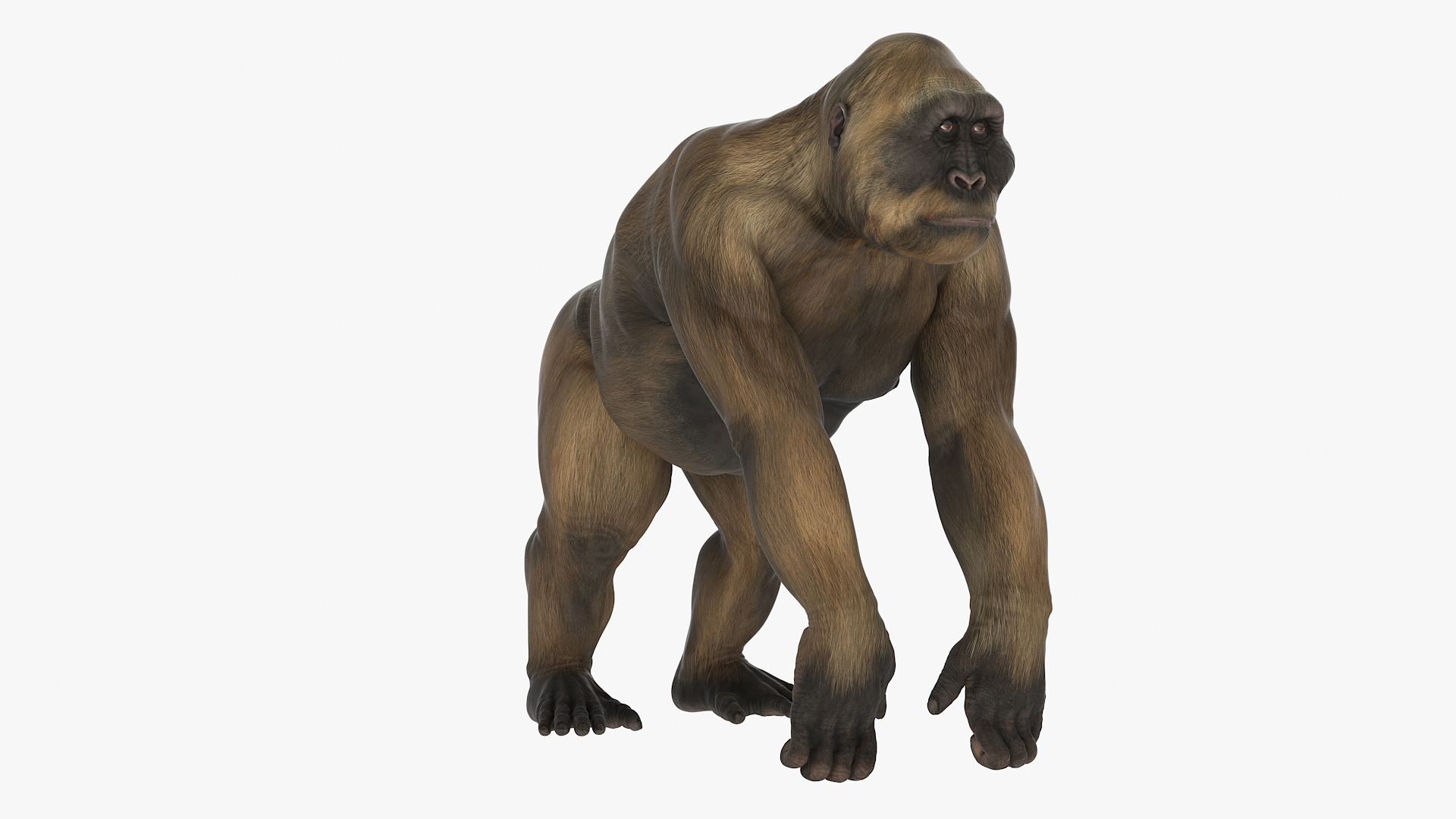 Big Ape Gigantopithecus Stands On Four Limbs 3D - TurboSquid 2311854