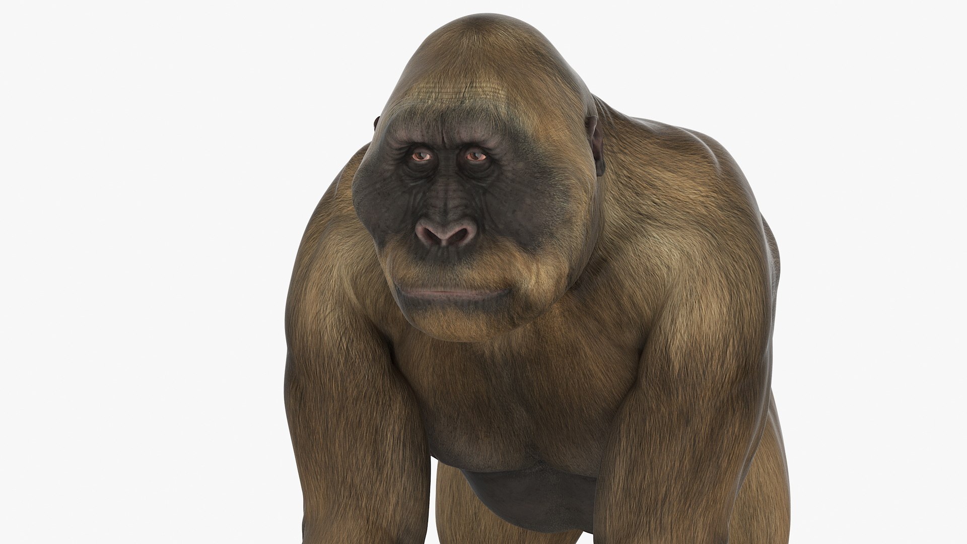 Big Ape Gigantopithecus Stands On Four Limbs 3D - TurboSquid 2311854