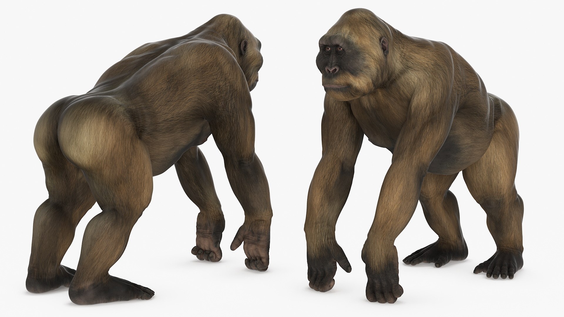 Big Ape Gigantopithecus Stands On Four Limbs 3D - TurboSquid 2311854