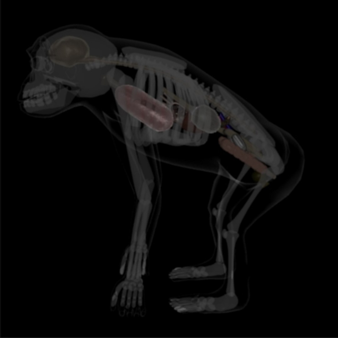 3dsmax Chimpanzee Skeleton Organs
