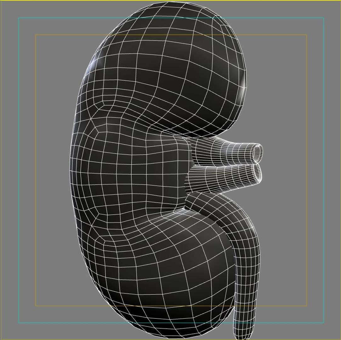 3d Model Of Kidney