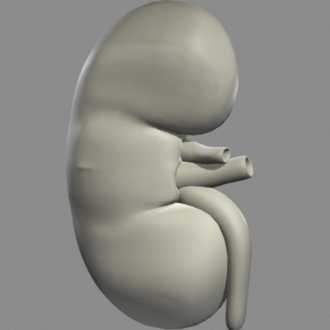 3d Model Of Kidney