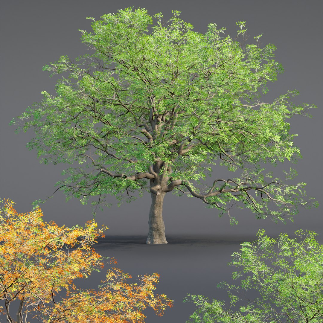 Low Poly Oak Tree Vol 54-Blender-3dmodel 3D - TurboSquid 2246067