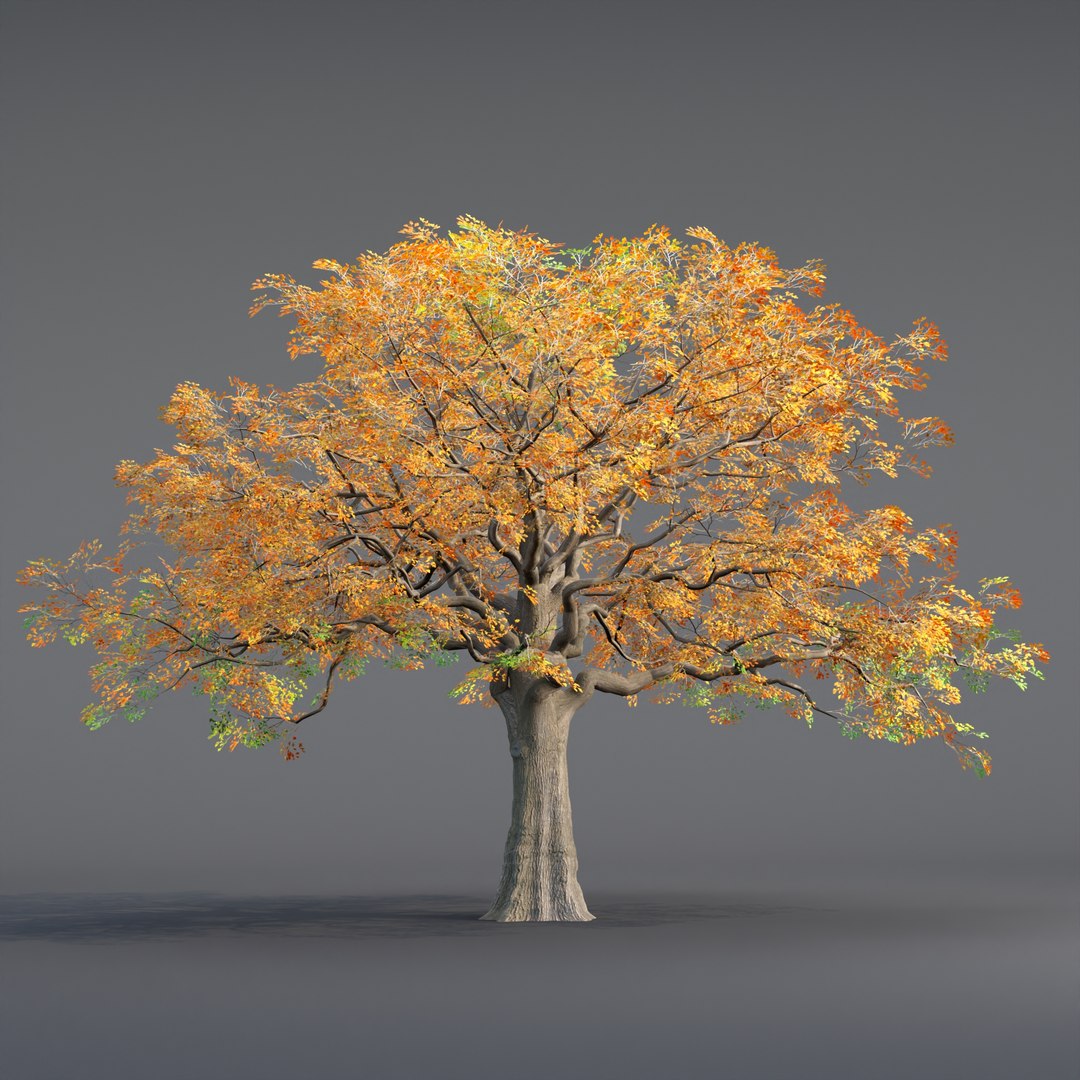 Low Poly Oak Tree Vol 54-Blender-3dmodel 3D - TurboSquid 2246067