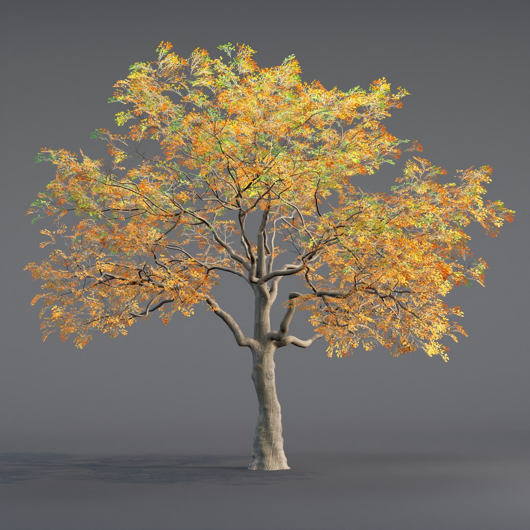 Low Poly Oak Tree Vol 54-Blender-3dmodel 3D - TurboSquid 2246067