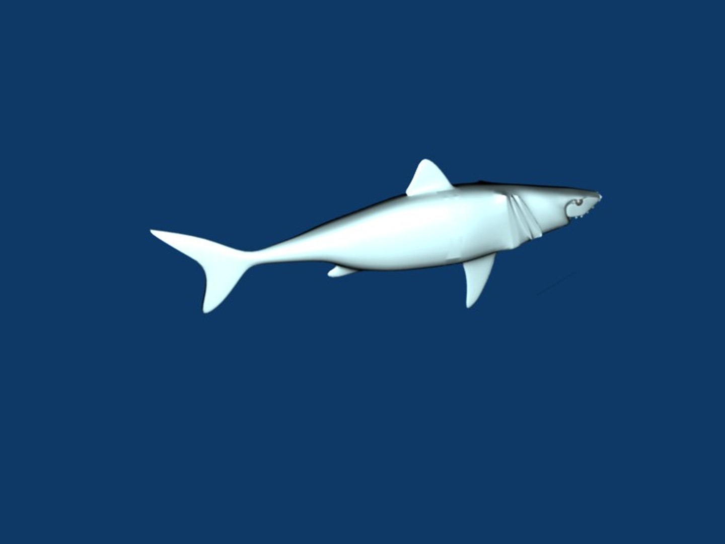3d White Shark