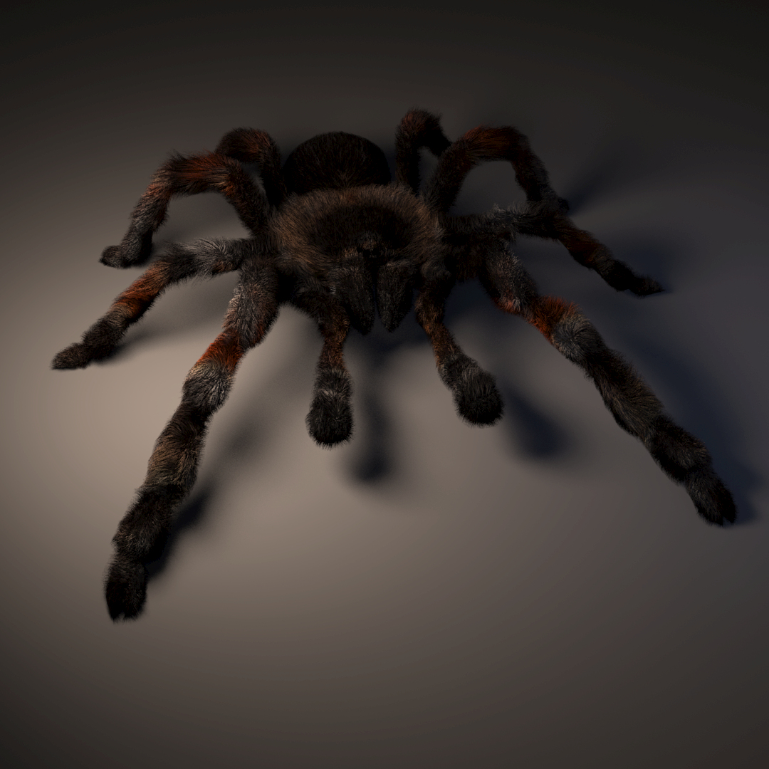 3D Tarantula Rigged - TurboSquid 1378261