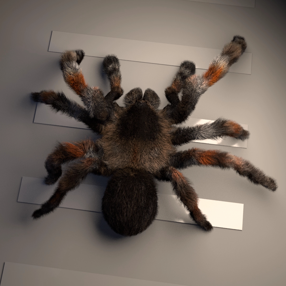 3D Tarantula Rigged - TurboSquid 1378261