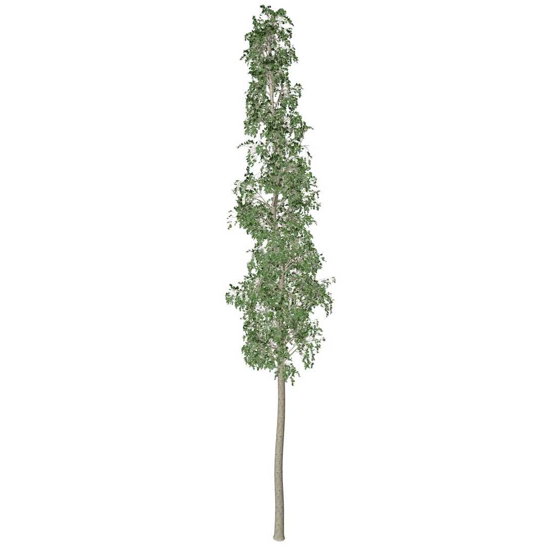 European Aspen Tree - 07 - Model - TurboSquid 2375813