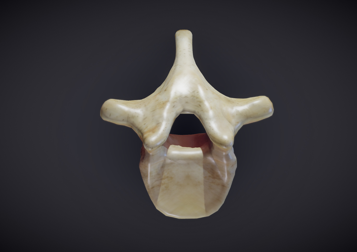 modelo 3d Vértebra torácica humana - TurboSquid 1385947