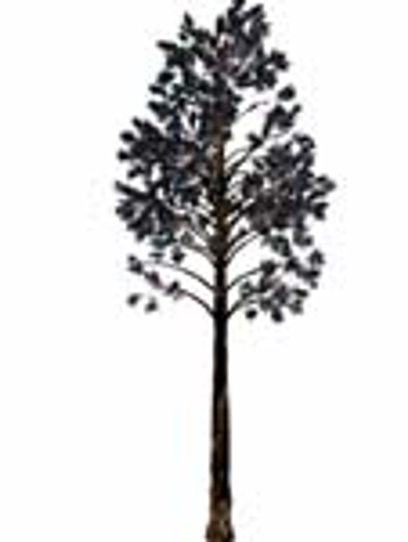 Western Tree 3d Model