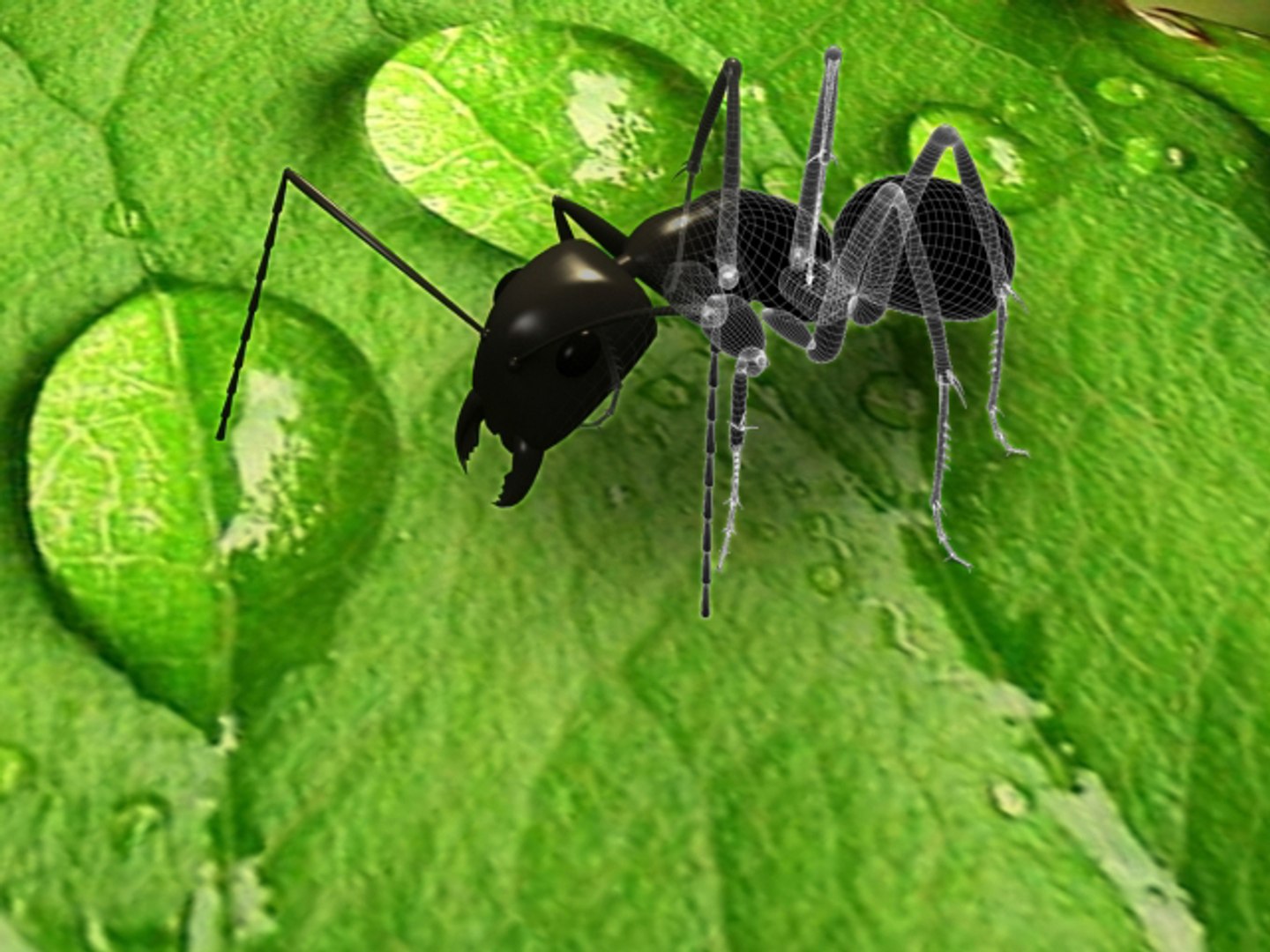 3d ant model