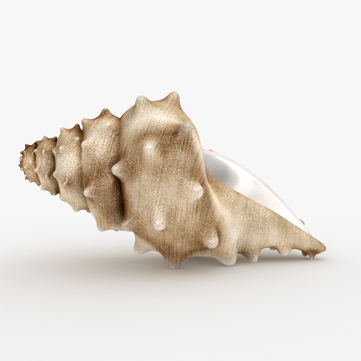 3D shell coral 2 model - TurboSquid 1399141