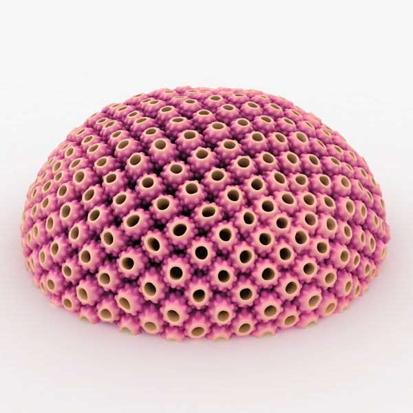 3D shell coral 2 model - TurboSquid 1399141
