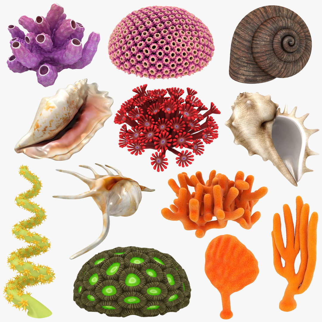 3D shell coral 2 model - TurboSquid 1399141