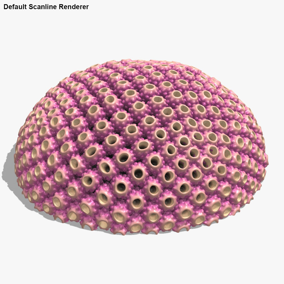3D shell coral 2 model - TurboSquid 1399141
