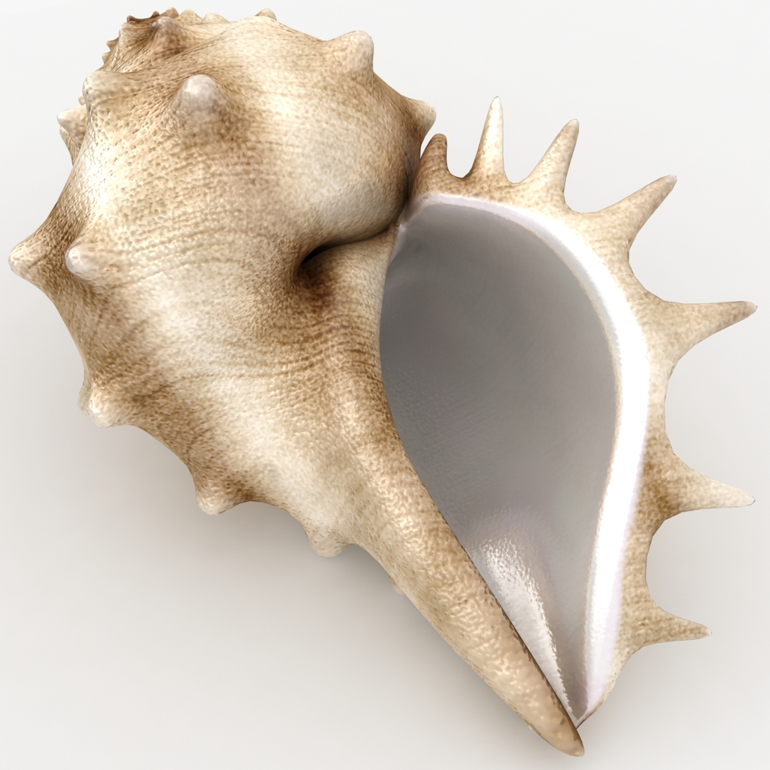 3D shell coral 2 model - TurboSquid 1399141