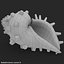 3D Shell Coral 2 Model - TurboSquid 1399141