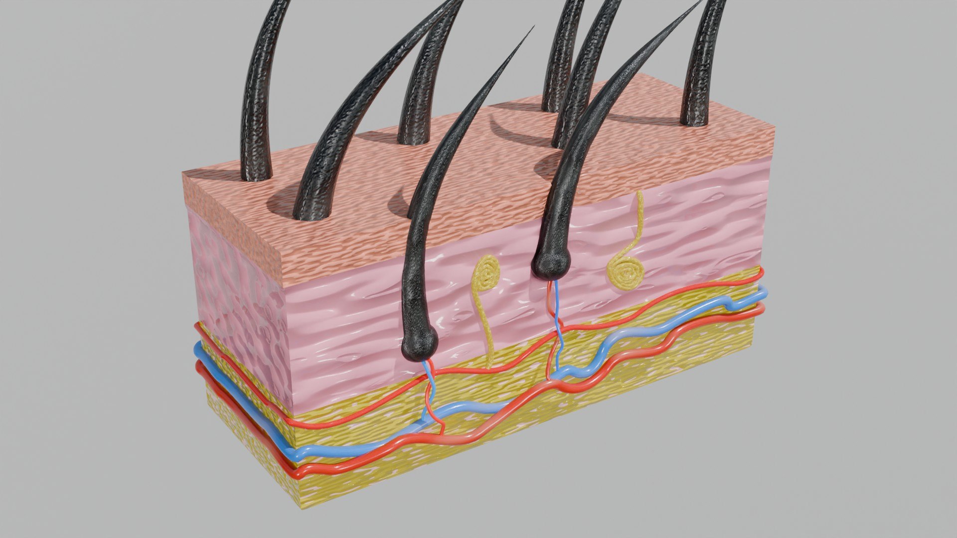 3D Hair Follicles With Skin Layers 3D Model - TurboSquid 2320695