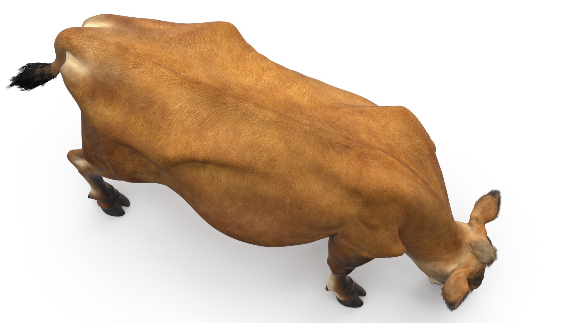 Mini Cow Eating Fur 3D Model - TurboSquid 2310740