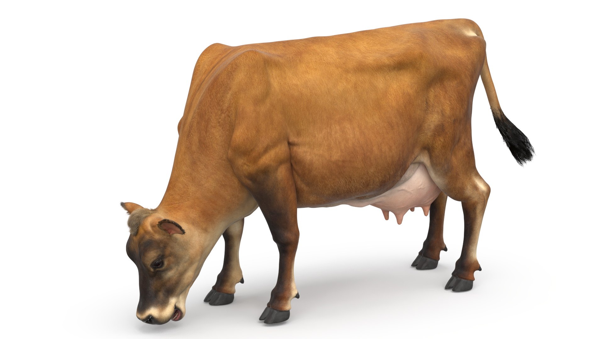 Mini Cow Eating Fur 3D Model - TurboSquid 2310740