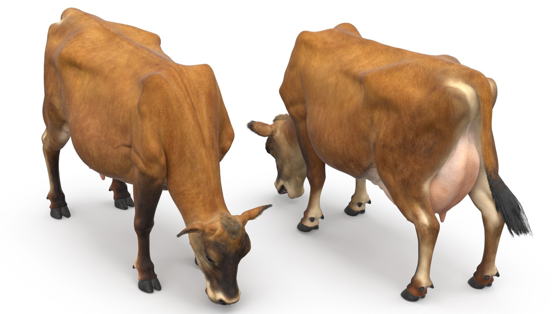 Mini Cow Eating Fur 3D Model - TurboSquid 2310740