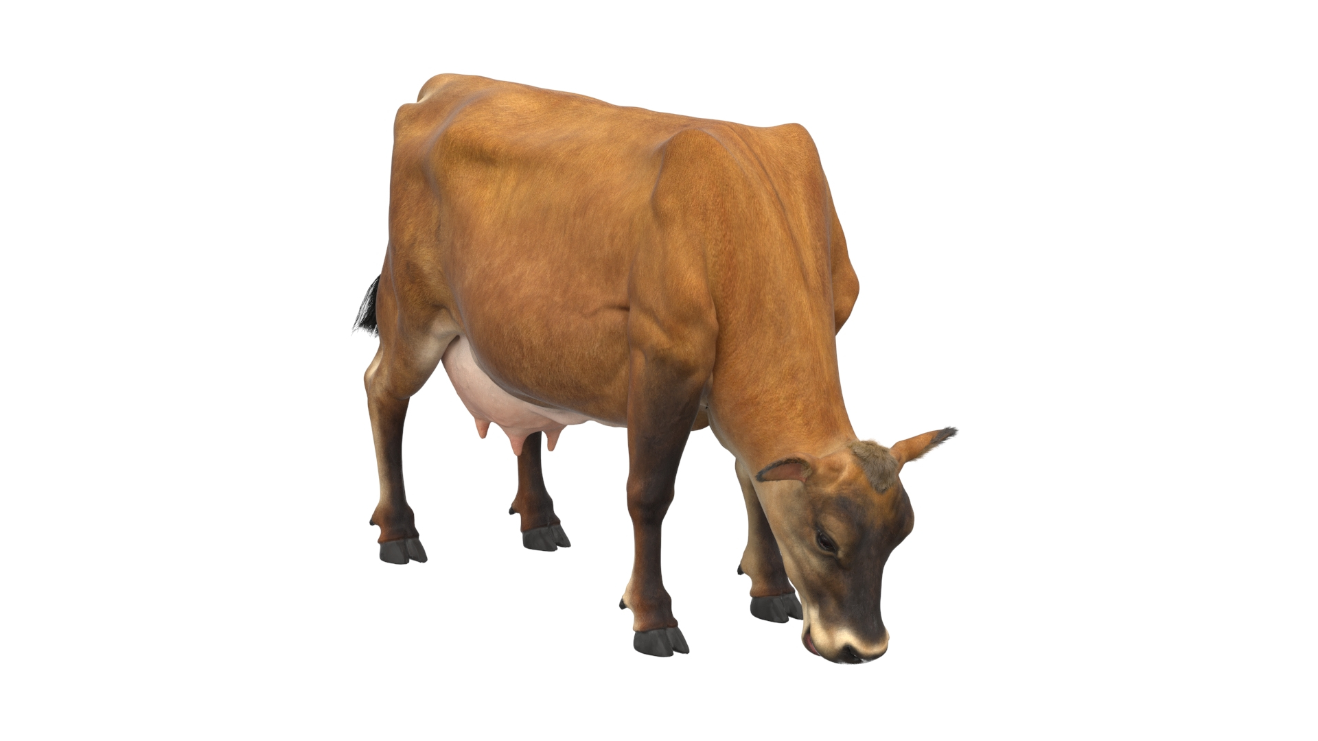 Mini Cow Eating Fur 3D Model - TurboSquid 2310740