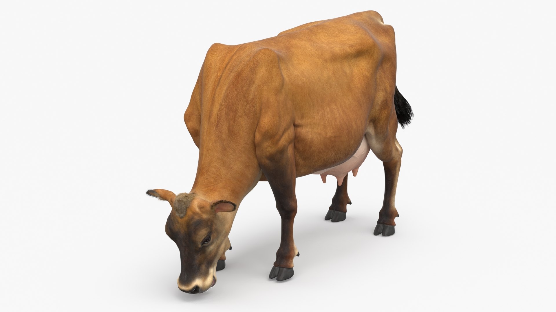 Mini Cow Eating Fur 3D Model - TurboSquid 2310740