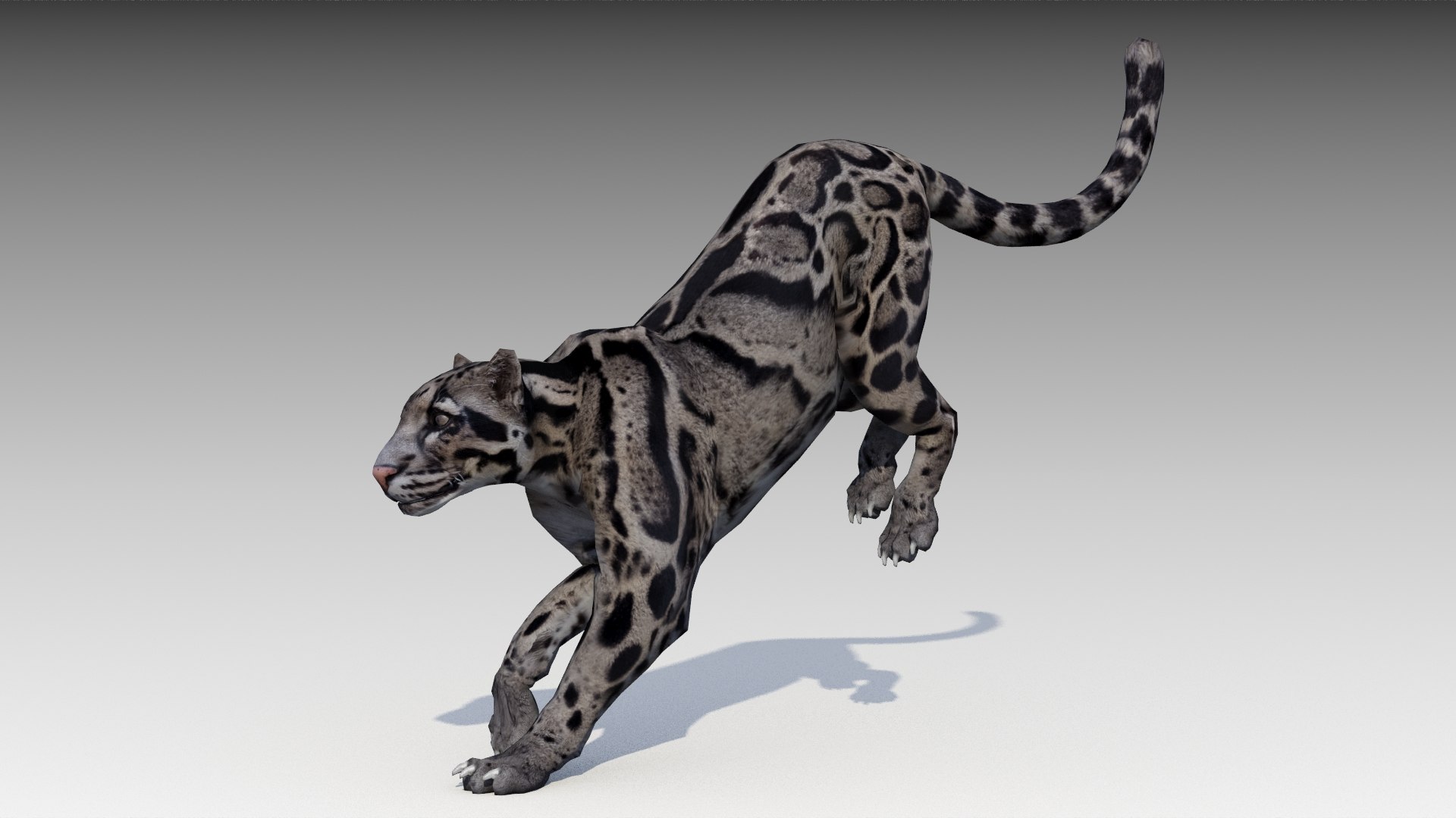 Clouded Leopard 3D - TurboSquid 1621908